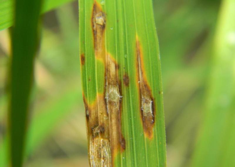 Riz | Diseases and Pests, Description, Uses, Propagation
