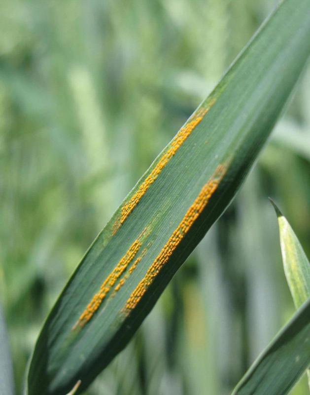 Blé | Diseases and Pests, Description, Uses, Propagation