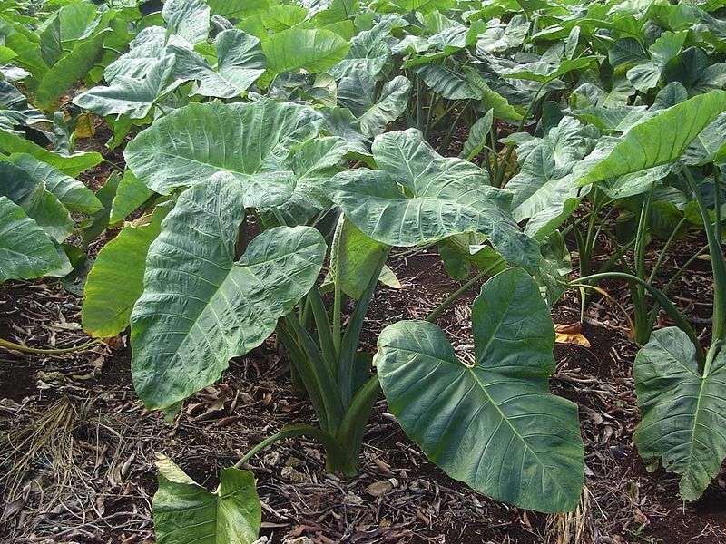 Taro | Diseases and Pests, Description, Uses, Propagation