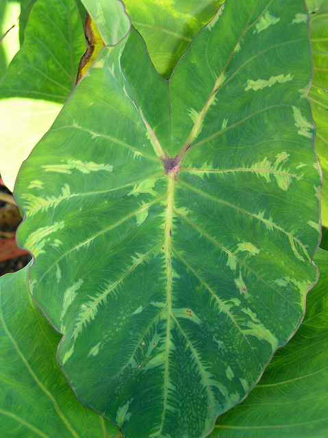 Taro | Diseases and Pests, Description, Uses, Propagation