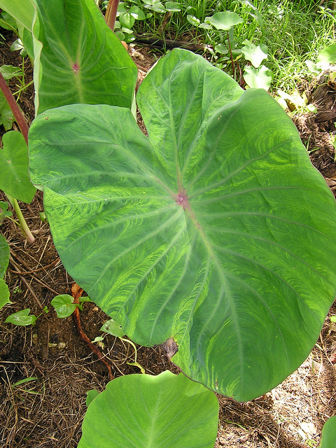 Taro | Diseases and Pests, Description, Uses, Propagation