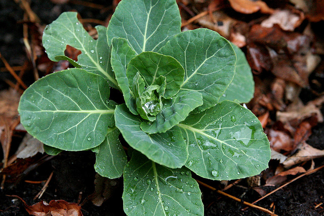 Brussels sprouts | Diseases and Pests, Description, Uses, Propagation