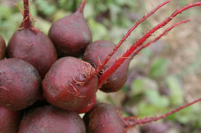 Beet | Diseases and Pests, Description, Uses, Propagation