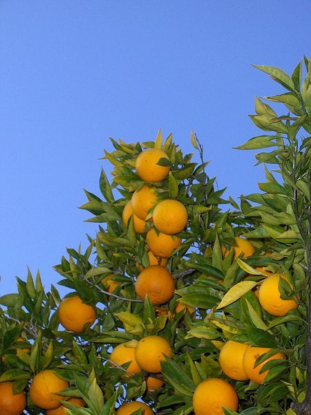 Orange | Diseases and Pests, Description, Uses, Propagation