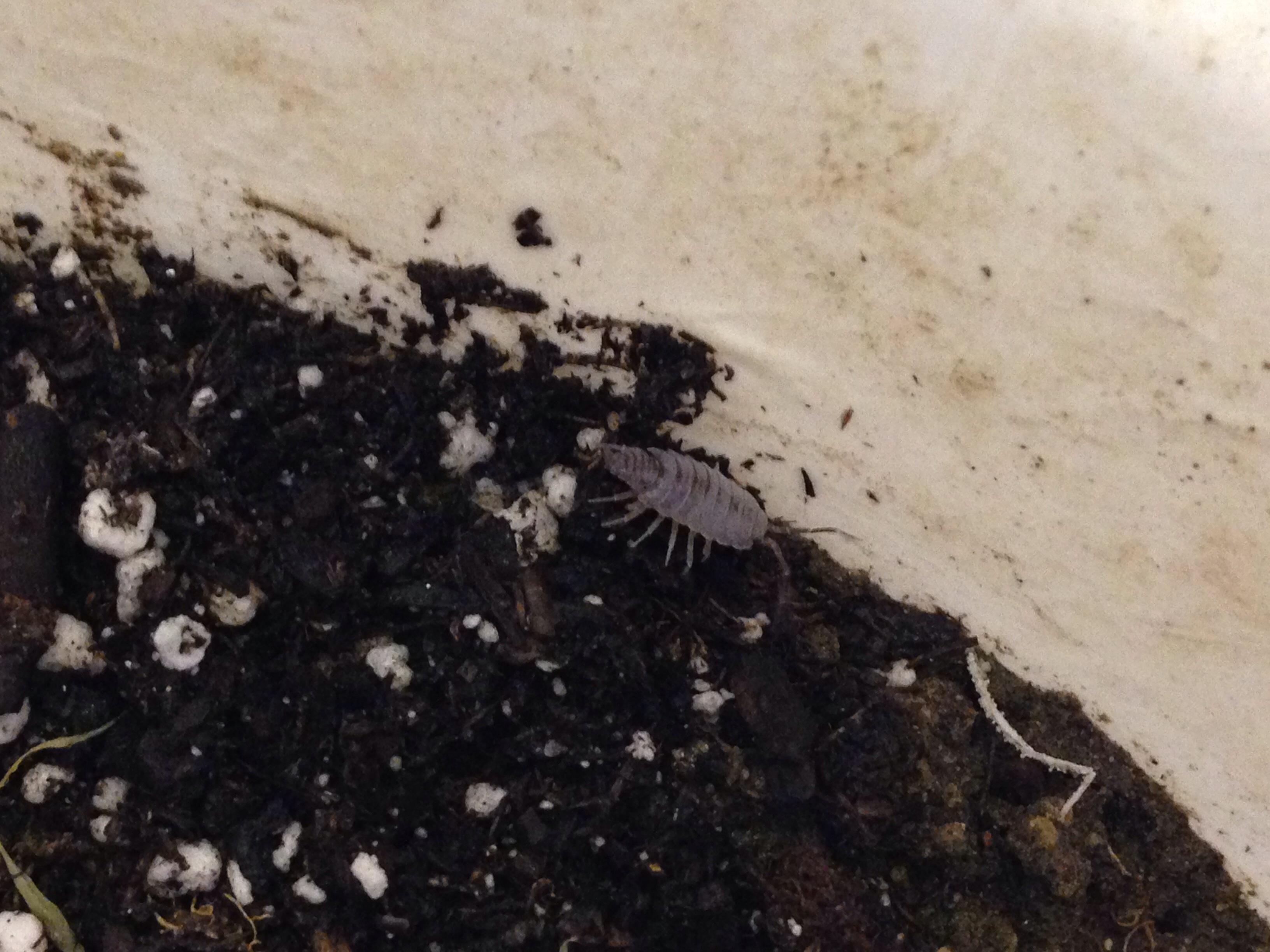 Blackberry | Help identifying blackberry insect