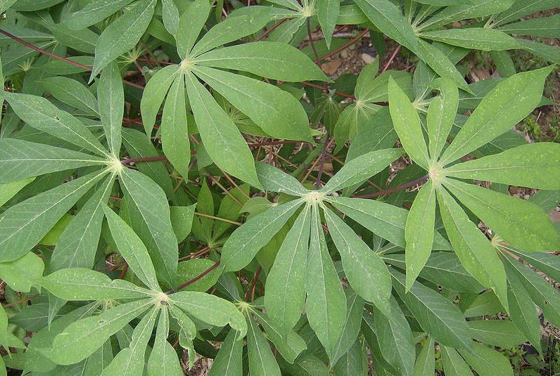 Cassava (manioc) | Diseases and Pests, Description, Uses, Propagation