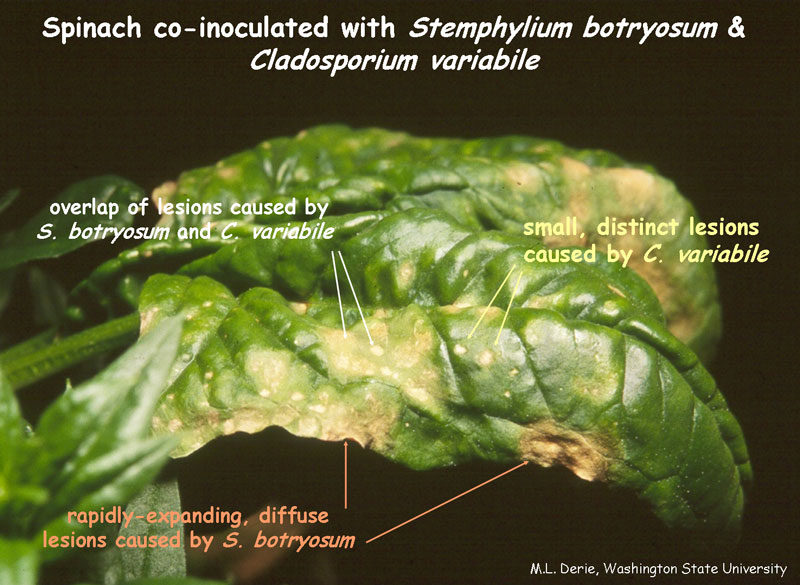 Spinach | Leaf rot on New Zealand Spinach