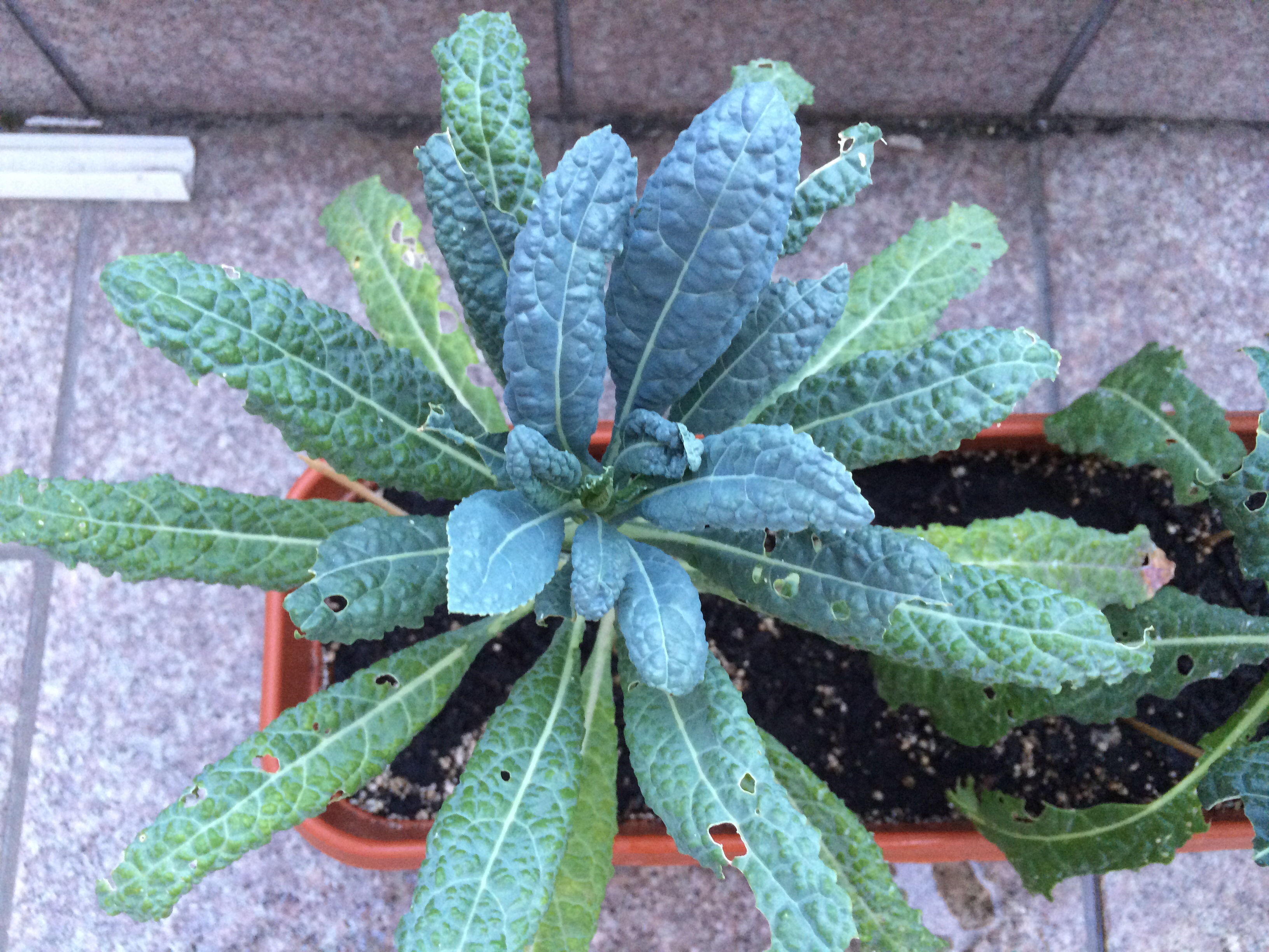 Kale | Why are the kale leaves turning shiny white?