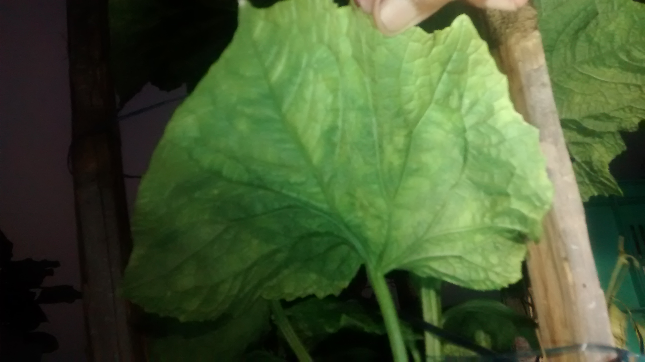 Cucumber | Mottling on cucumber leaves
