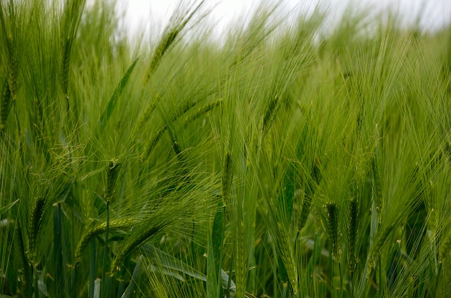 Barley | Diseases and Pests, Description, Uses, Propagation