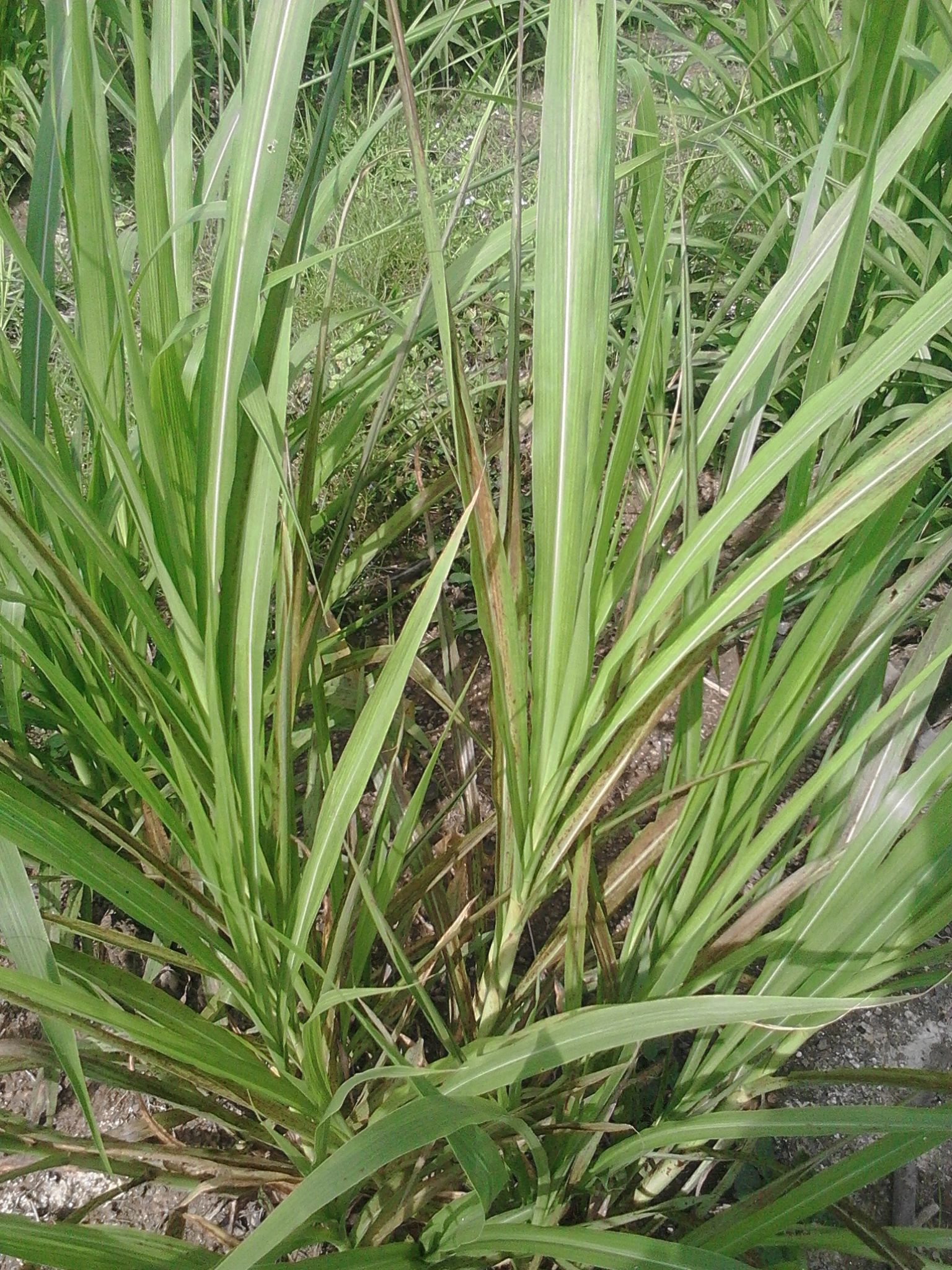 Lemon grass | Elephant grass