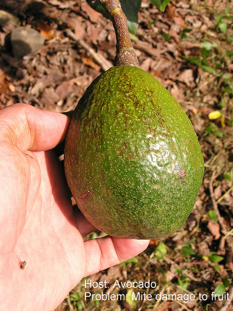 Avocado | Diseases and Pests, Description, Uses, Propagation