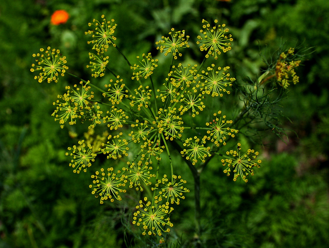 Dill | Diseases and Pests, Description, Uses, Propagation