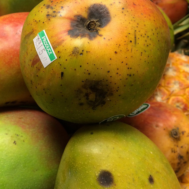Mango | Diseases and Pests, Description, Uses, Propagation