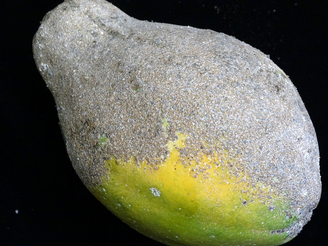 Papaya (pawpaw) | Diseases and Pests, Description, Uses, Propagation
