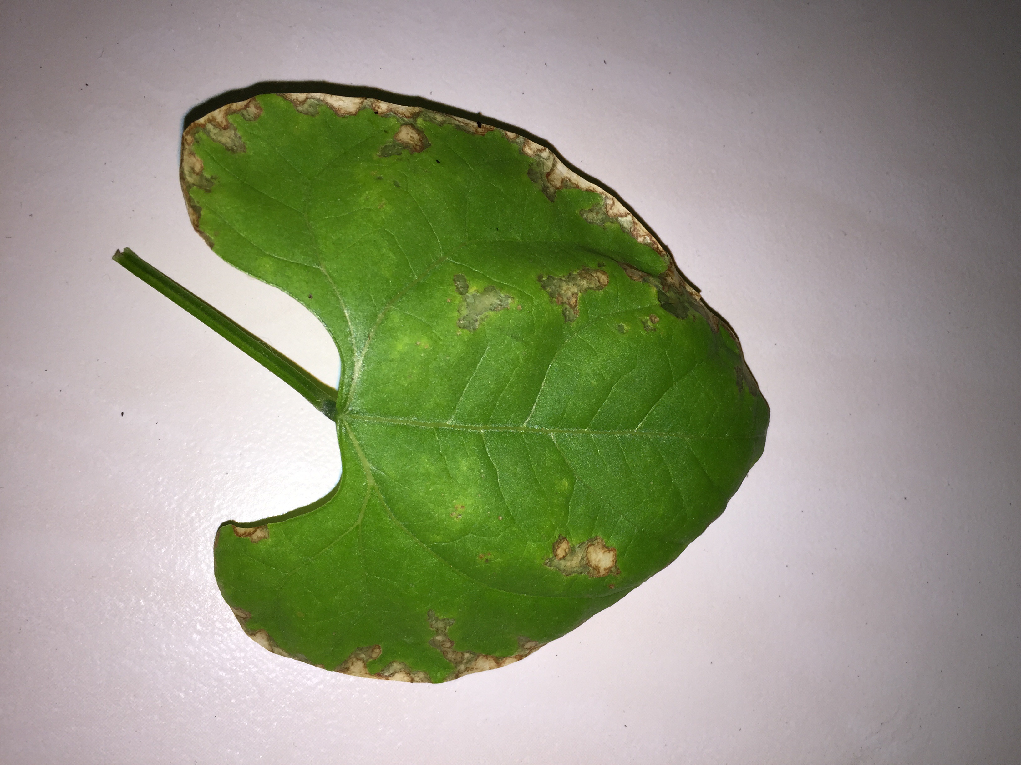 Bean Spots On Bean Leaves