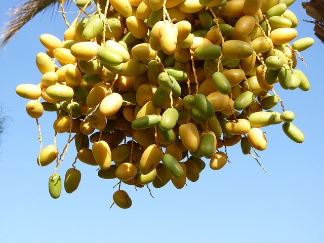 Dates | Diseases and Pests, Description, Uses, Propagation