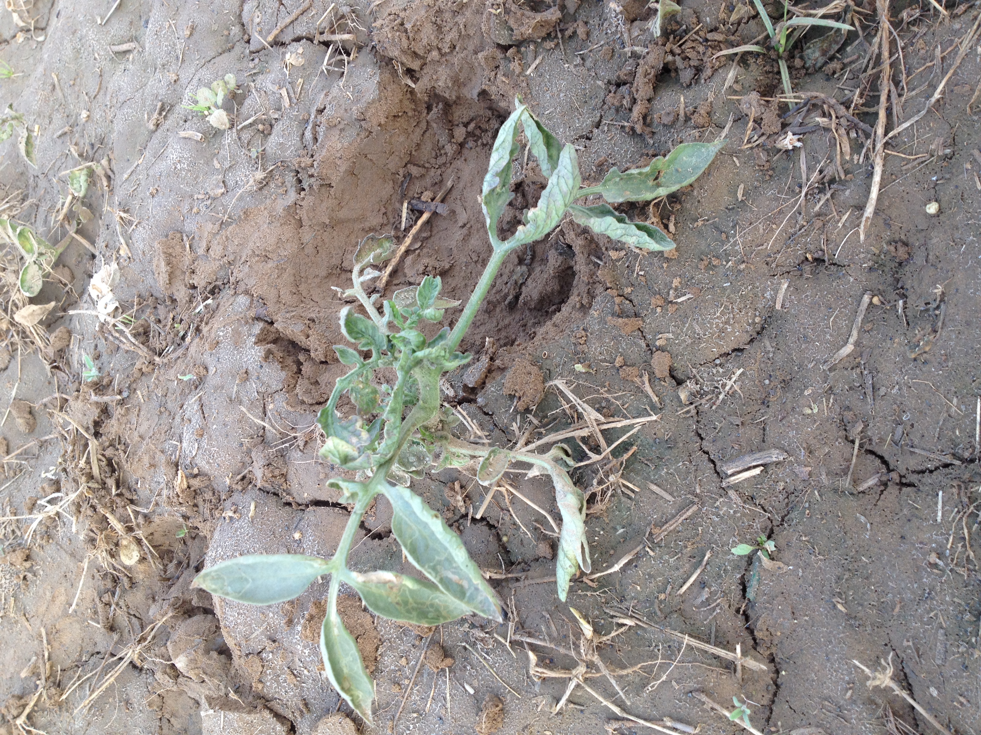 Tomato | Stunted tomato plants