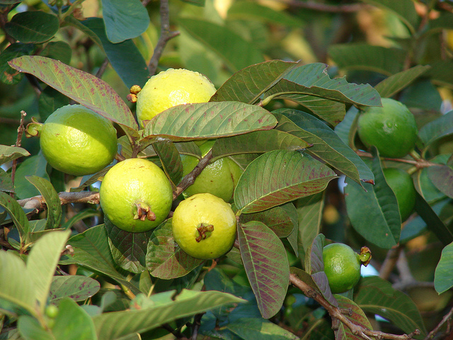 Guava | Diseases and Pests, Description, Uses, Propagation