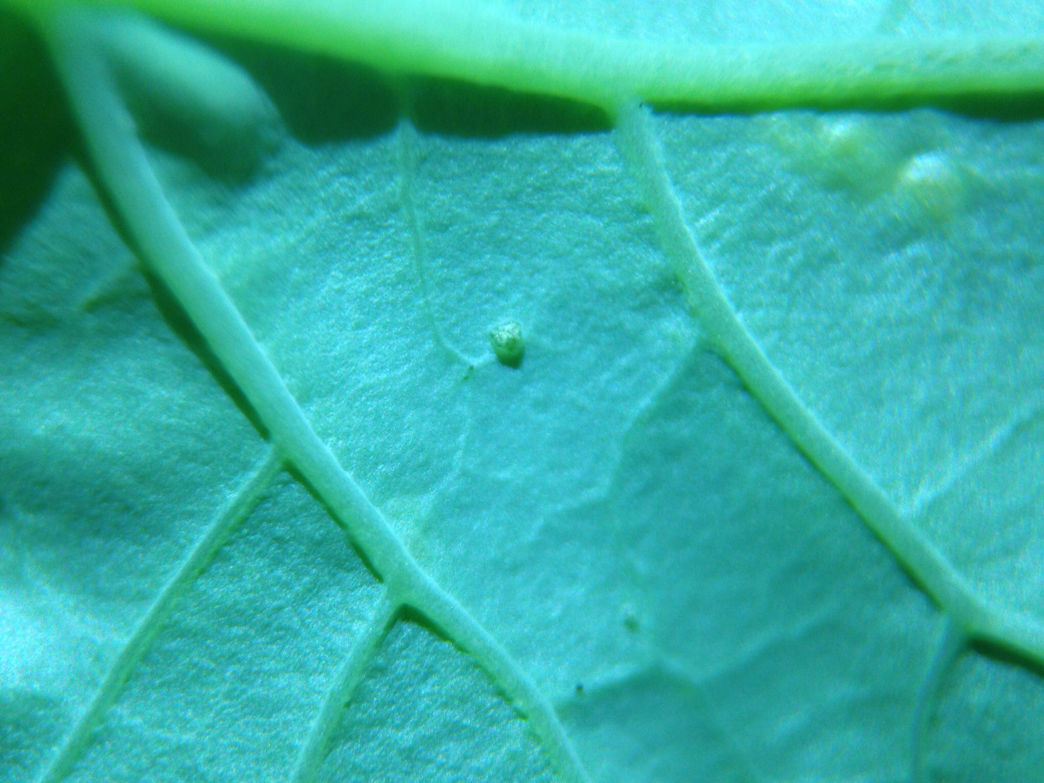 General | How do I get rid of this small bug on my plants?