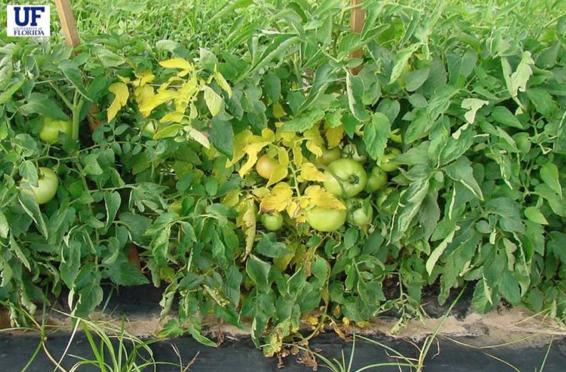 Tomato | Diseases and Pests, Description, Uses, Propagation