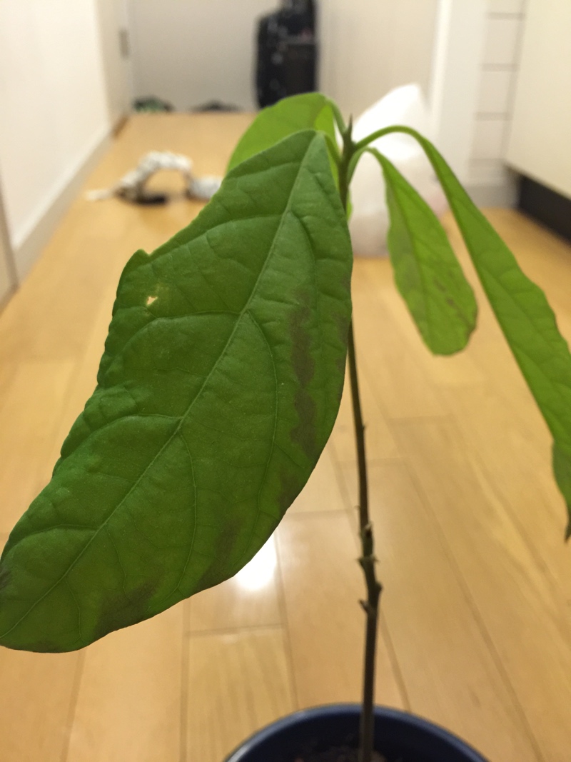 Avocado | Interspersed brown spots on leaves of recently-potted avocado ...