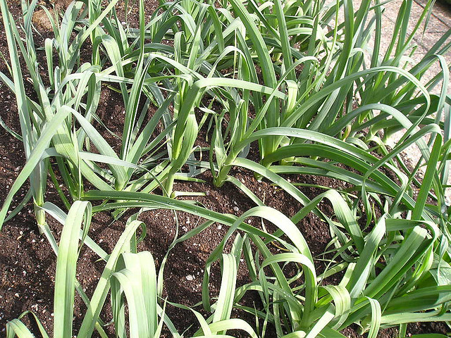 Leek | Diseases and Pests, Description, Uses, Propagation