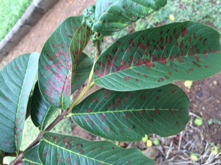 Guava | Disease of guava