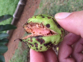 Guava | Disease of guava
