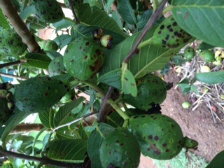 Guava | Disease of guava