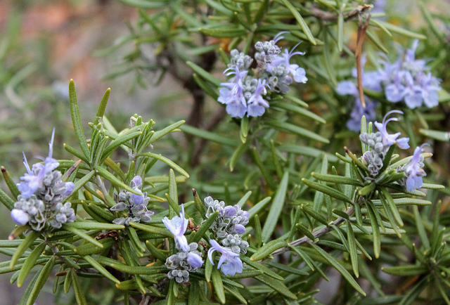Rosemary | Diseases and Pests, Description, Uses, Propagation