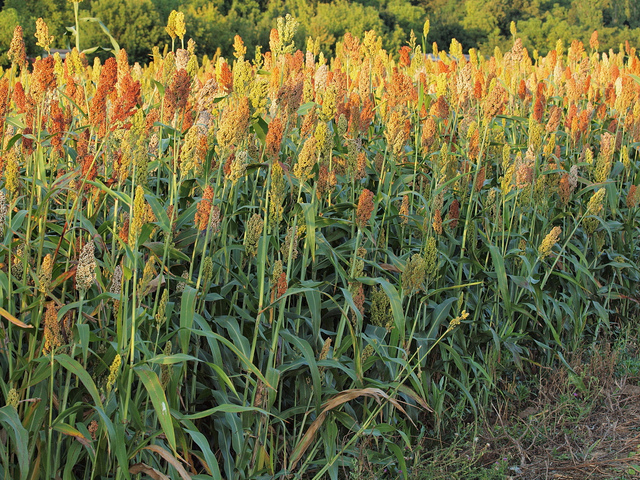 Sorghum | Diseases and Pests, Description, Uses, Propagation