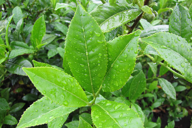 Tea | Diseases and Pests, Description, Uses, Propagation