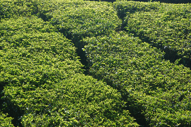 Tea | Diseases and Pests, Description, Uses, Propagation