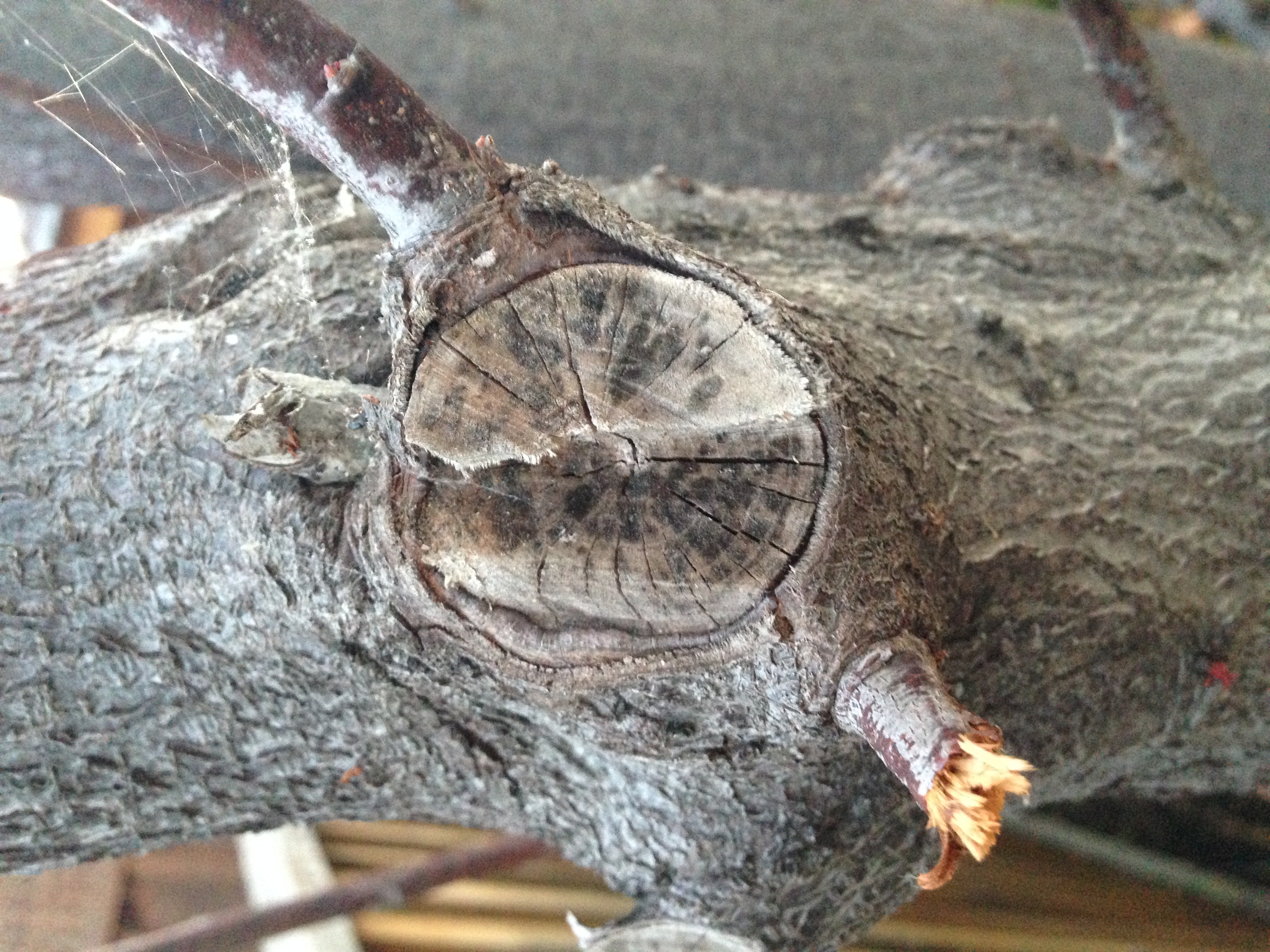 Plum and prune | My plum tree seems to be dying. How can I save it?