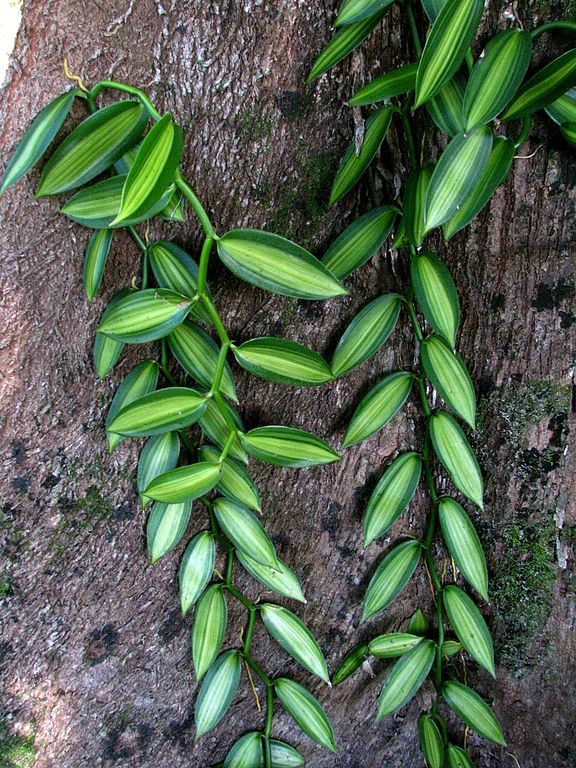 Vanilla | Diseases and Pests, Description, Uses, Propagation