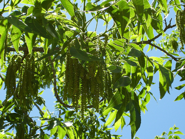 Walnut | Diseases and Pests, Description, Uses, Propagation