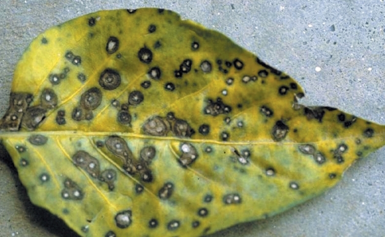 Pepper, bell | Diseases and Pests, Description, Uses, Propagation