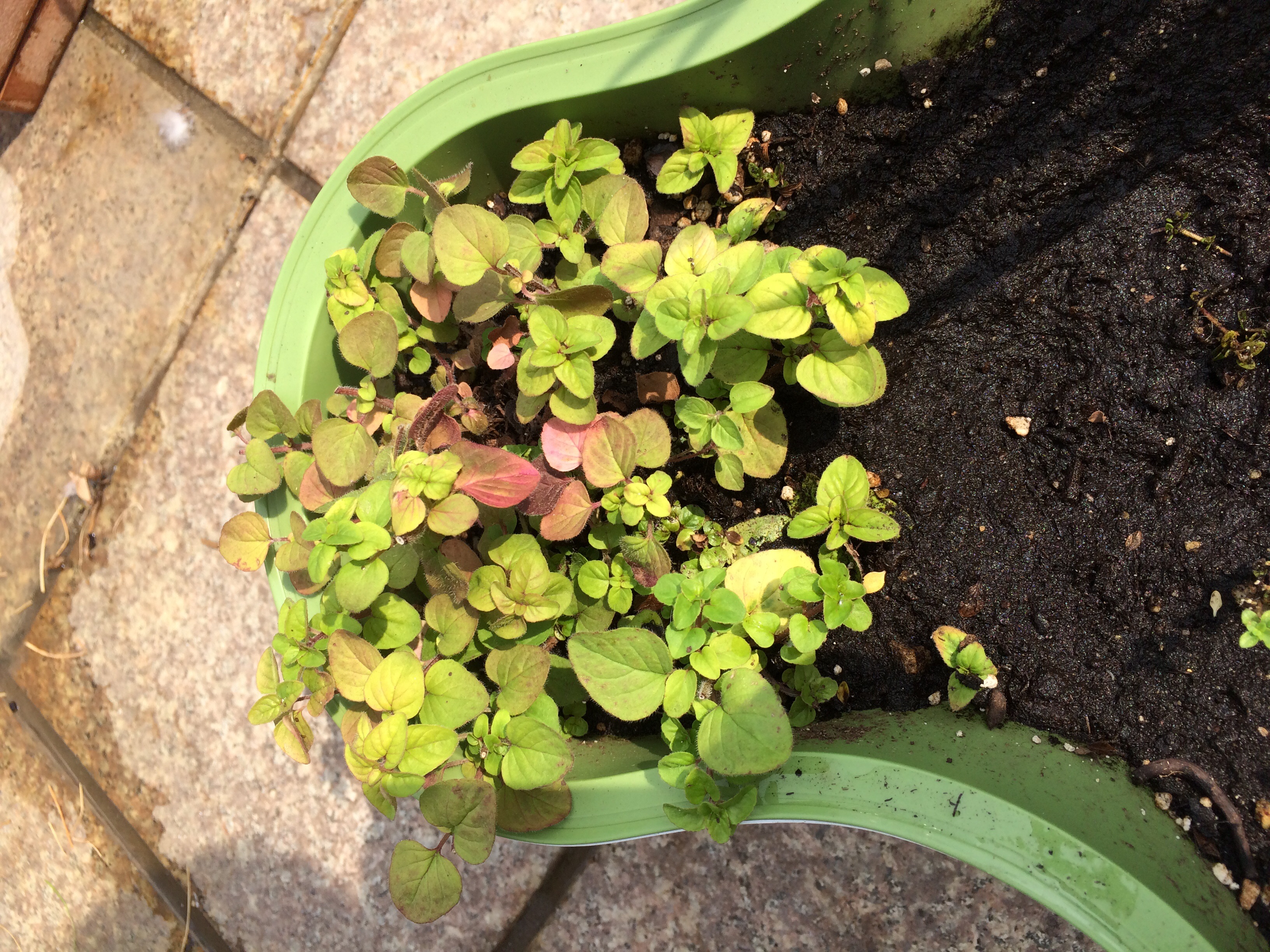 Oregano | Oregano changing color