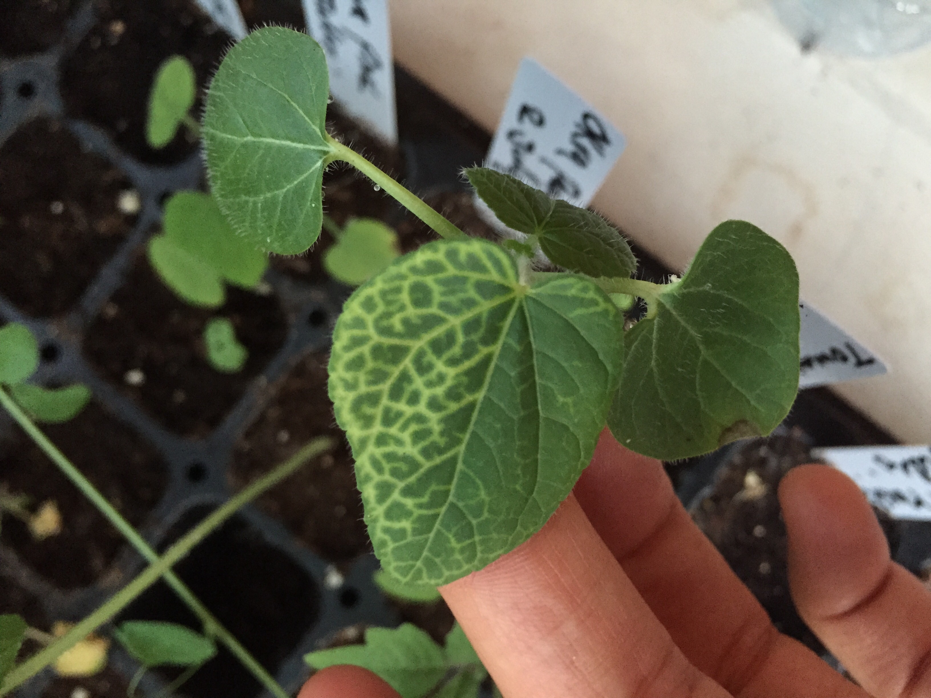 Okra | Yellow leaf veins on okra seedling