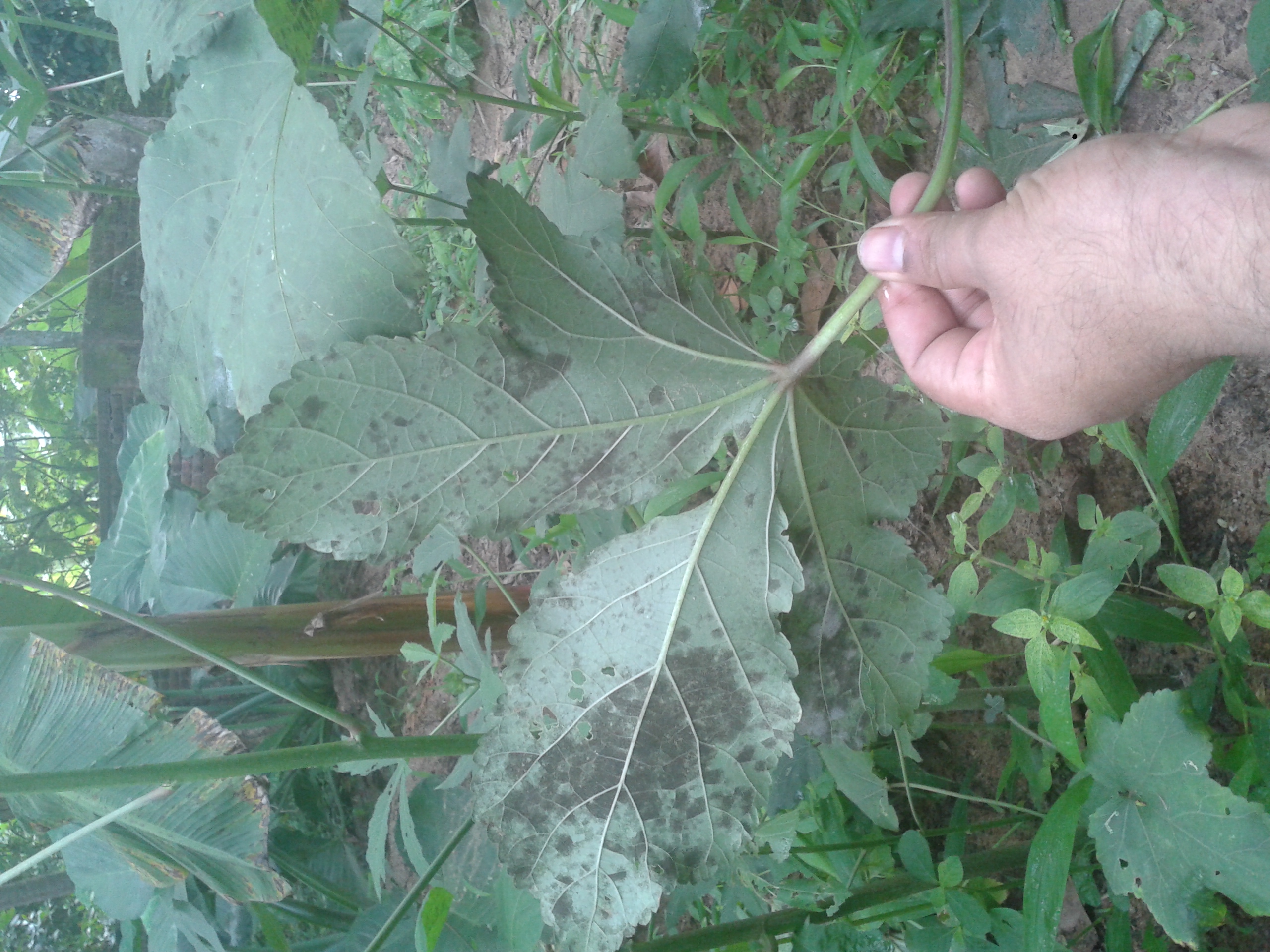 Okra Plant Black Spots at Stephen Jamerson blog