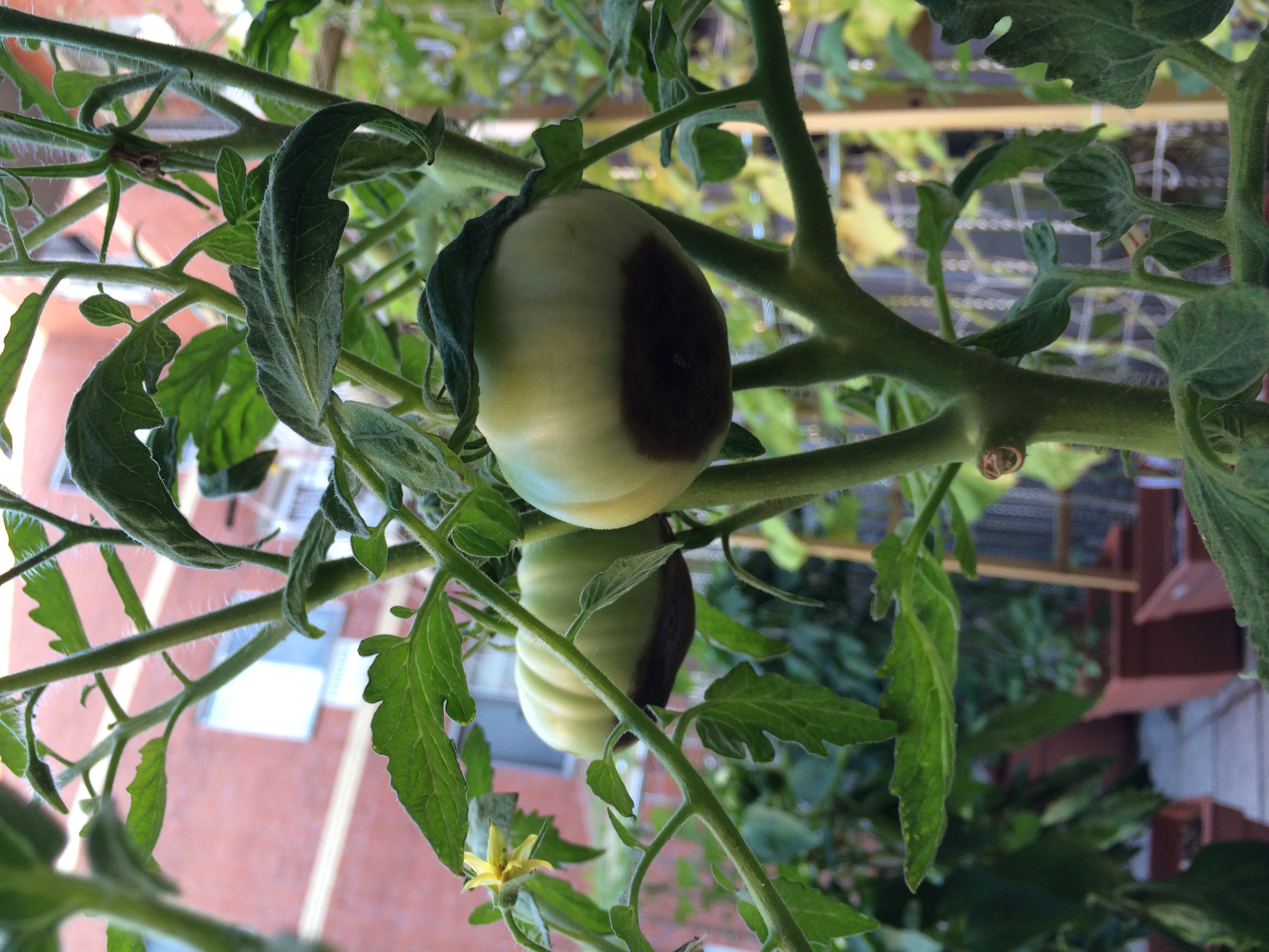 Tomato | Tomatoes are rotting on the bottom.