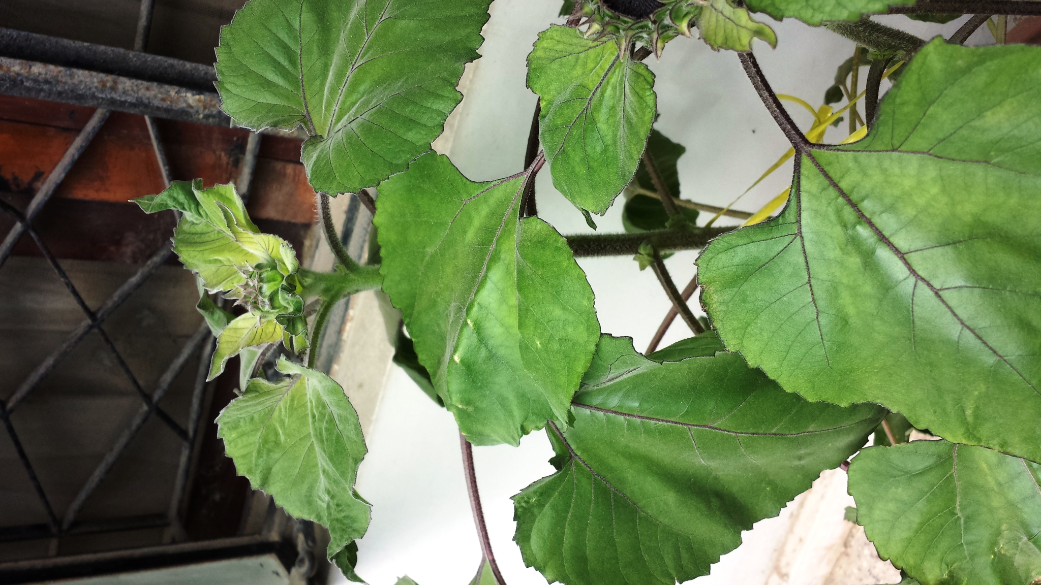 Sunflower | Different sunflower head formation on two plants.