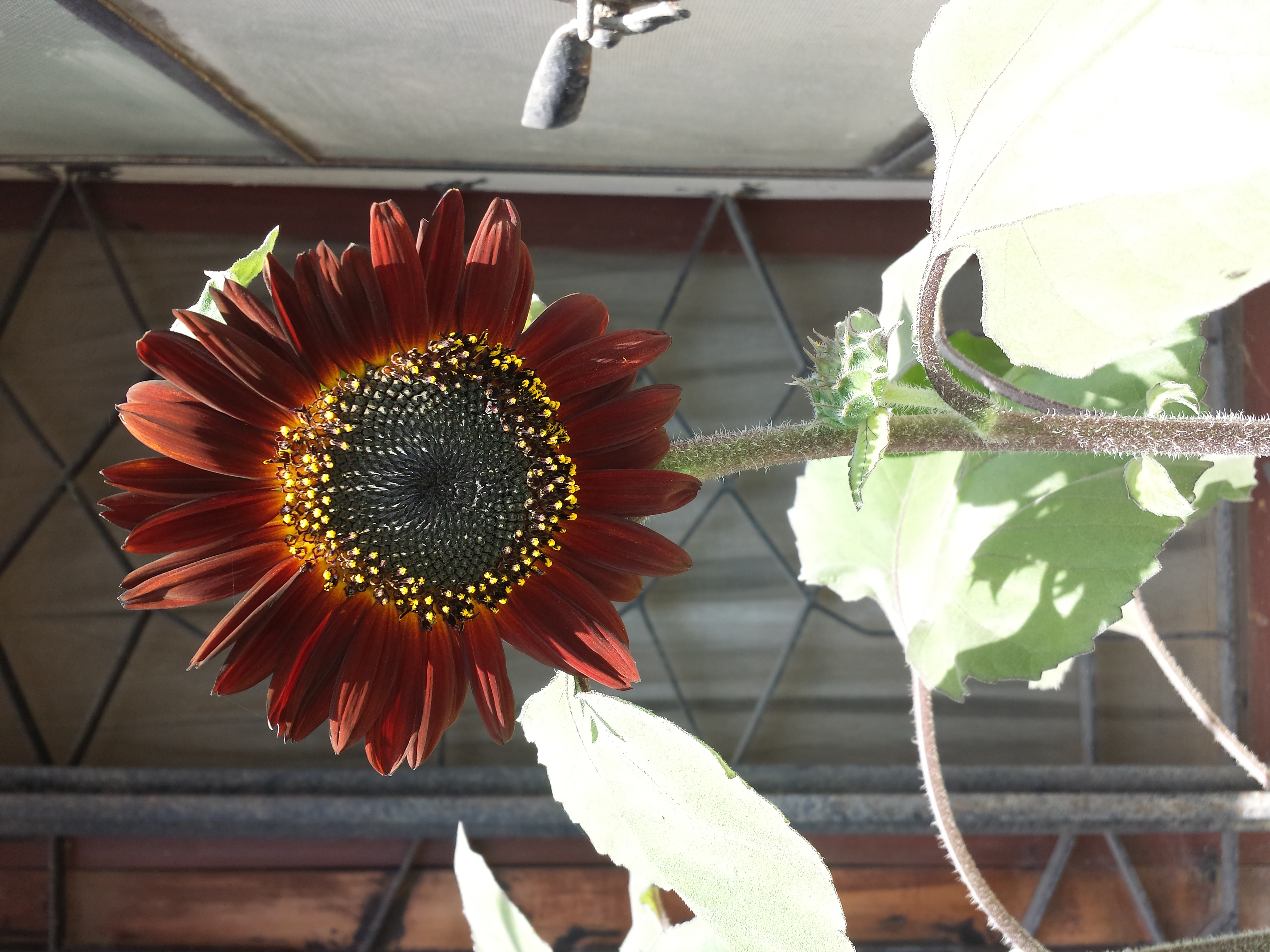 Sunflower | Different sunflower head formation on two plants.