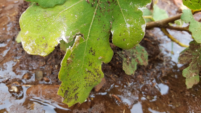 Fig | White stains on fig tree leaves