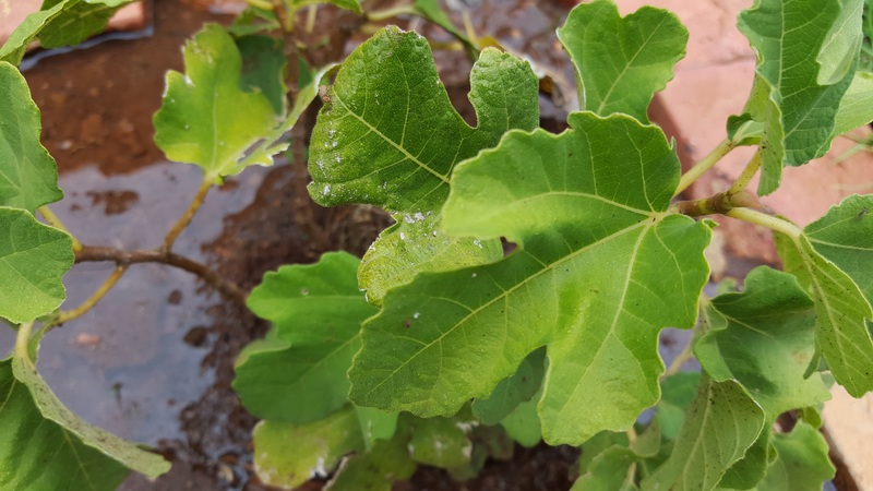 Fig | White stains on fig tree leaves