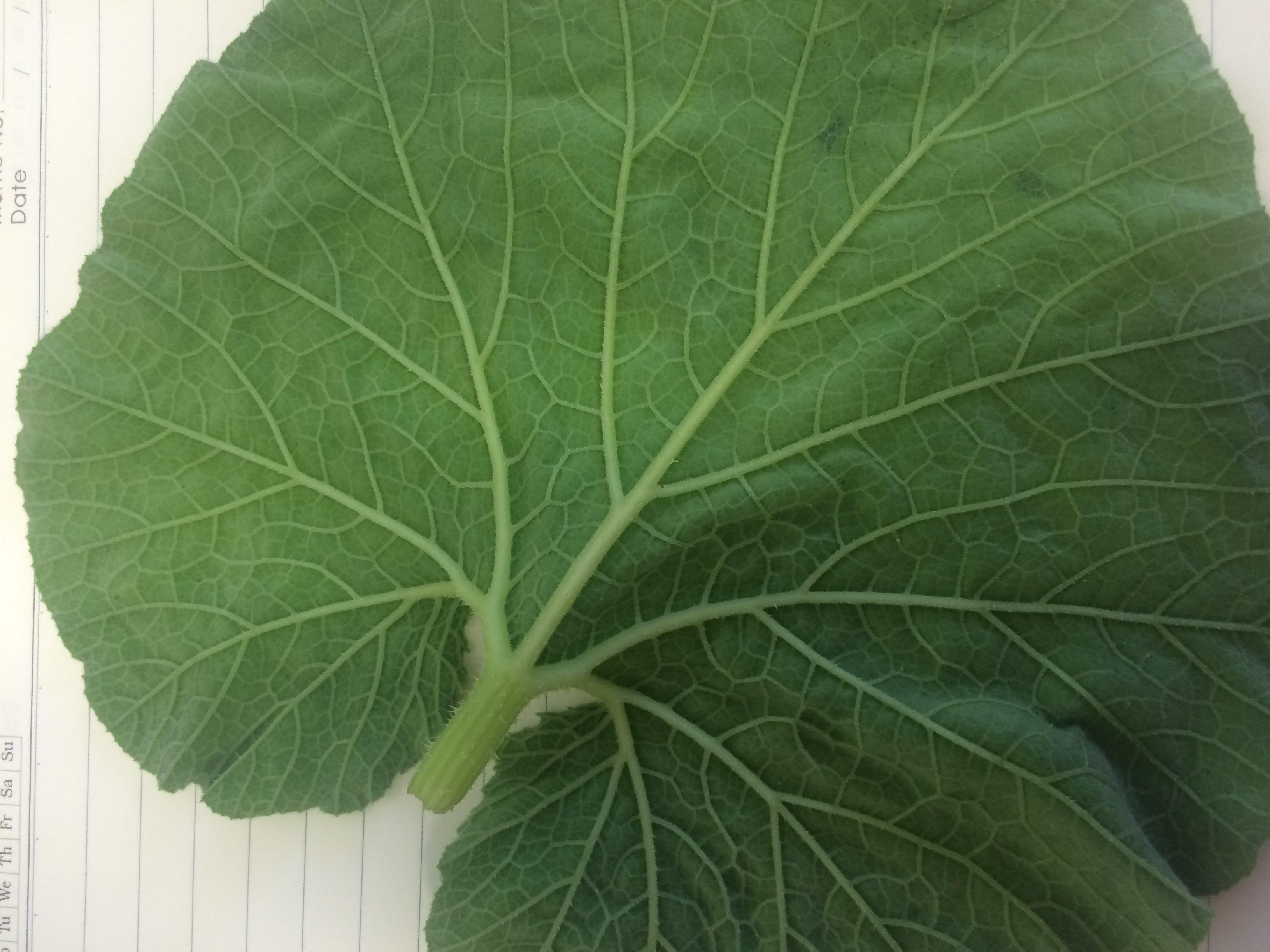 Pumpkin | Pumpkin leaf symptoms