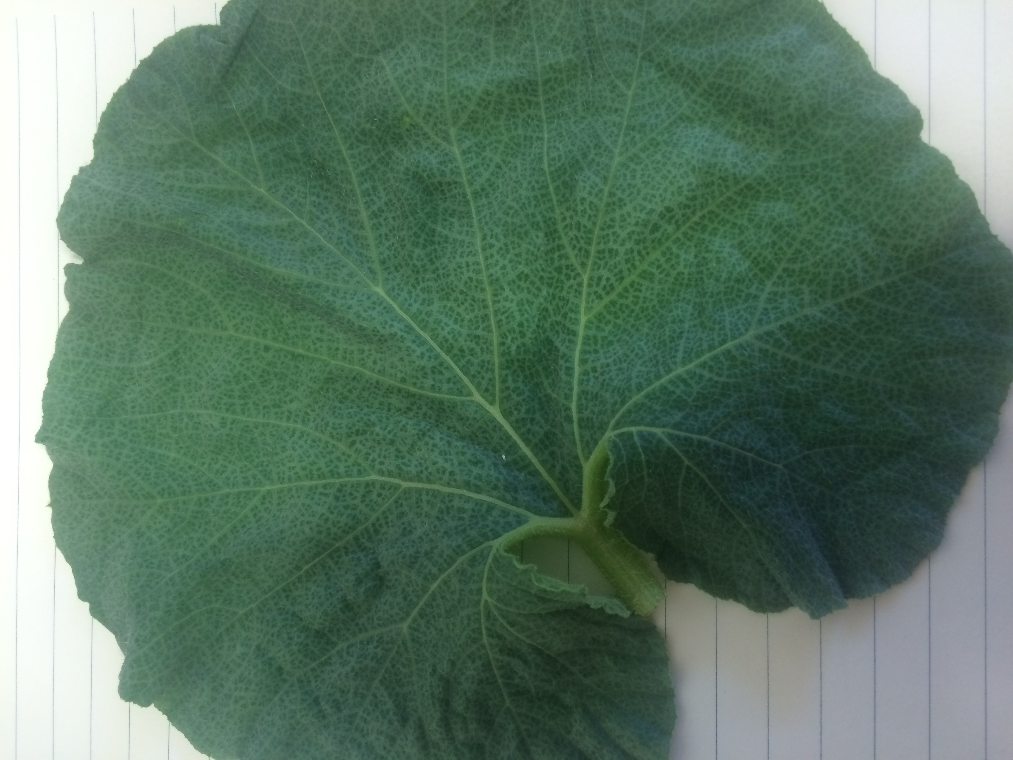 Pumpkin | Pumpkin leaf symptoms
