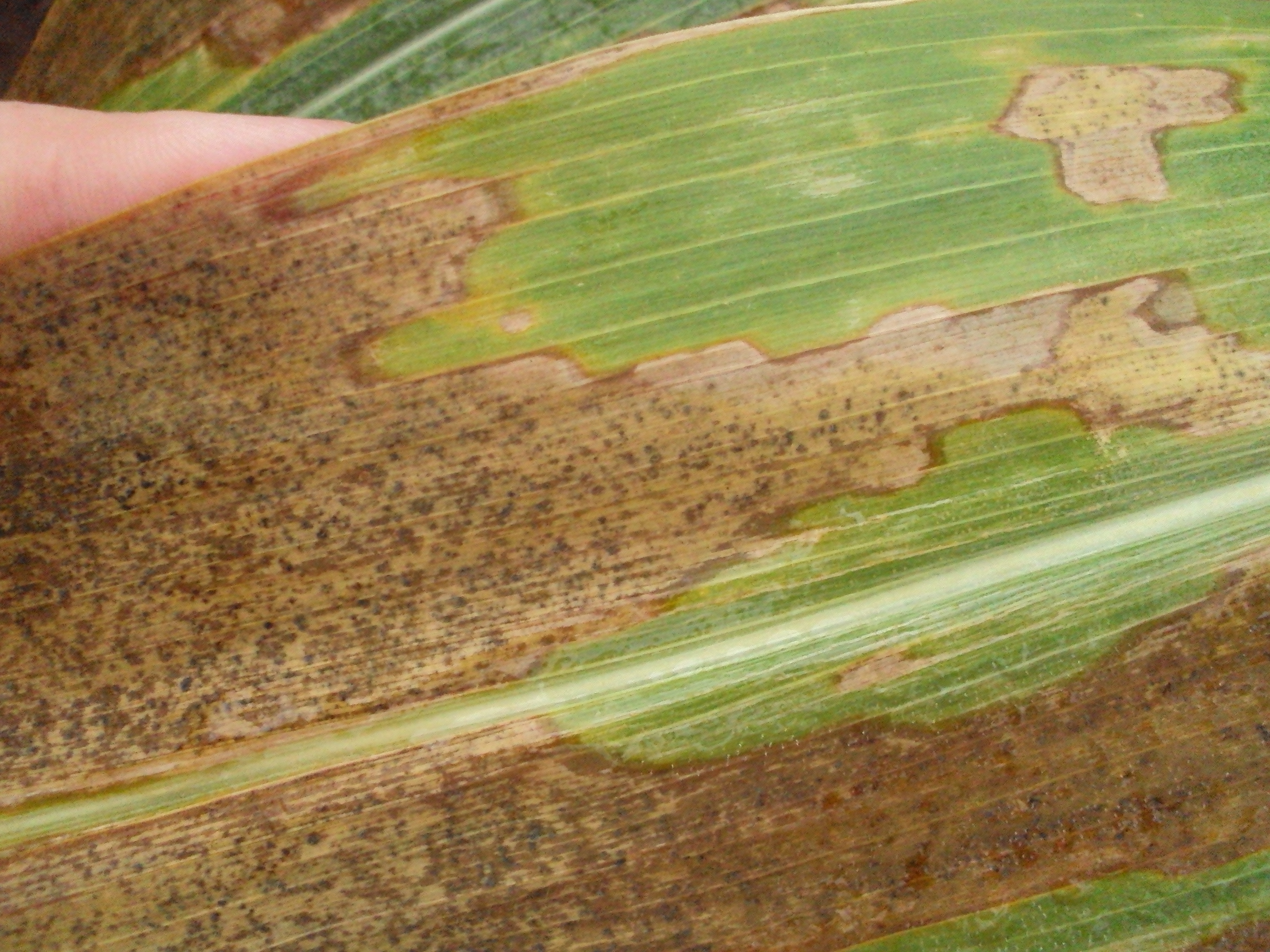 Maize (corn) | Diseases and Pests, Description, Uses, Propagation