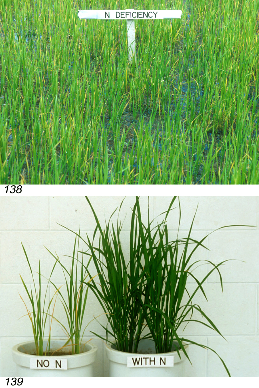 Rice | Diseases and Pests, Description, Uses, Propagation